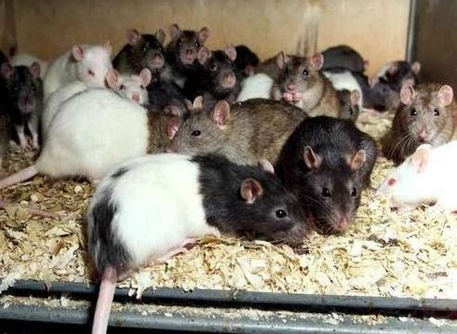 Piltuudis: rotid õppisid pillidega poseerima - Kirev elu - Elu24 ...