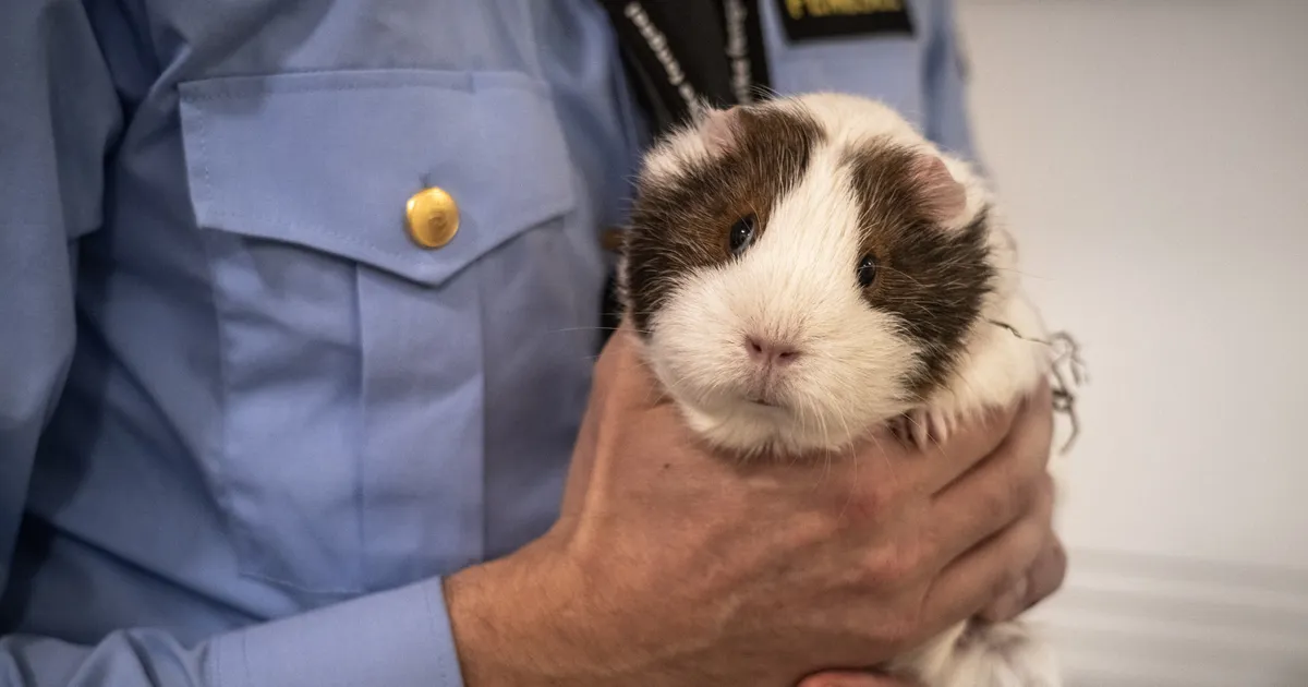 Norra massimõrvari vanglaelu muutub: Breivik saab kaks uut sõpra