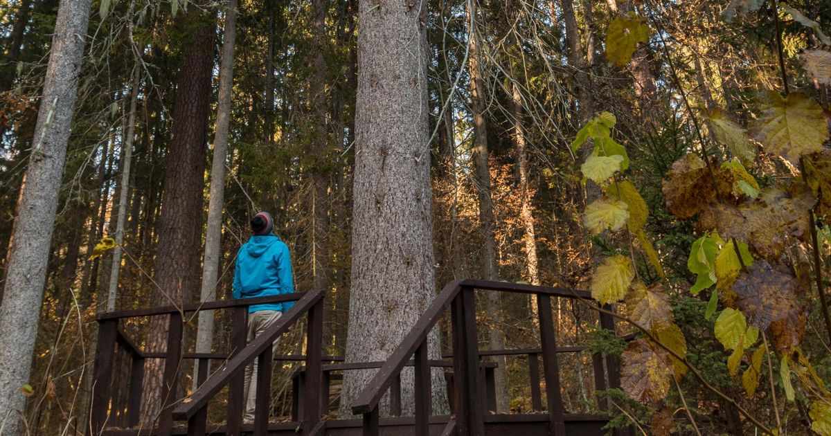 Hiiglaslikud puud peitsid ennast orgu