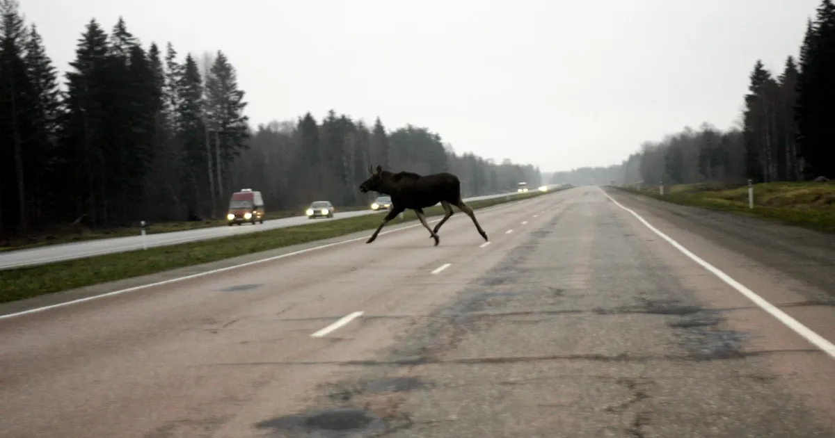 Sügis toob teedele liiklejad, kellel on alati peatee