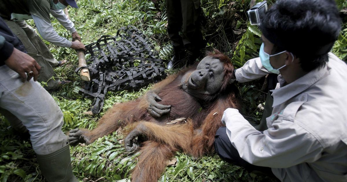 Rohepööret takistab selle tuhat palet