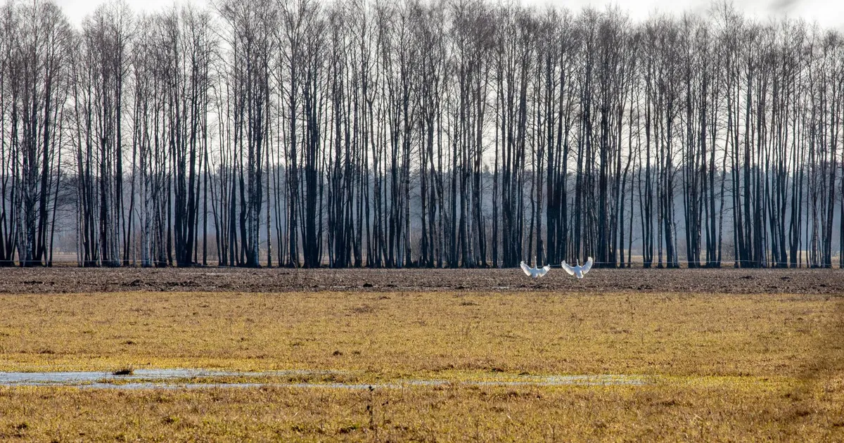 GALERII Loodus ei valeta: kevad tõstab pead