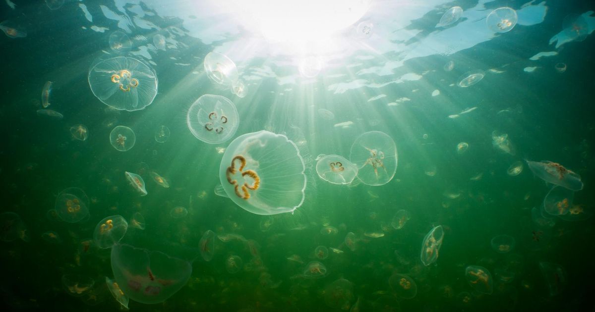 LOODUSFOTO Augustikuu haprad UFOd