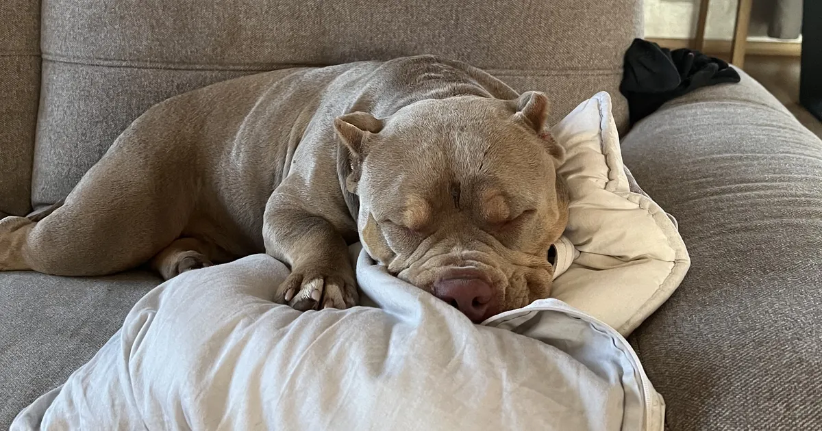 USKUMATU ÕNN! Koer, keda otsis kogu Eesti, jõudis viimaks tagasi koju