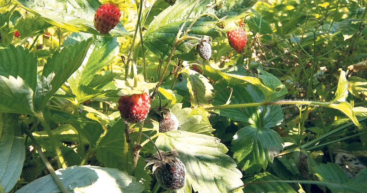 Metsamarjad valmivad tänavu oluliselt varem