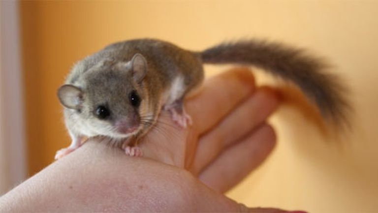 Būsim pazīstami: Āfrikas pundurezis, Āfrikas grauzēji – lielaste un susurs