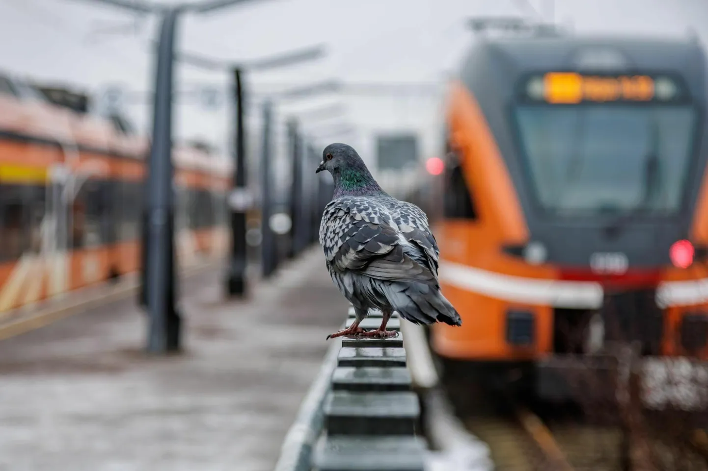 Jau drīzumā varētu sākt kursēt ekspresvilciens Tartu-Rīga, paziņo "Elron"