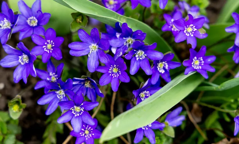 GALERII Fotograaf jäädvustas looduses kevade märke