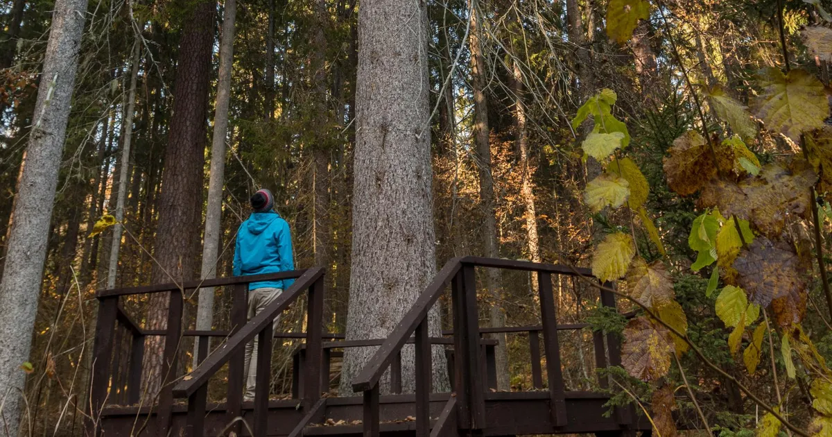 Eesti kõrgeim puu kuivas ära