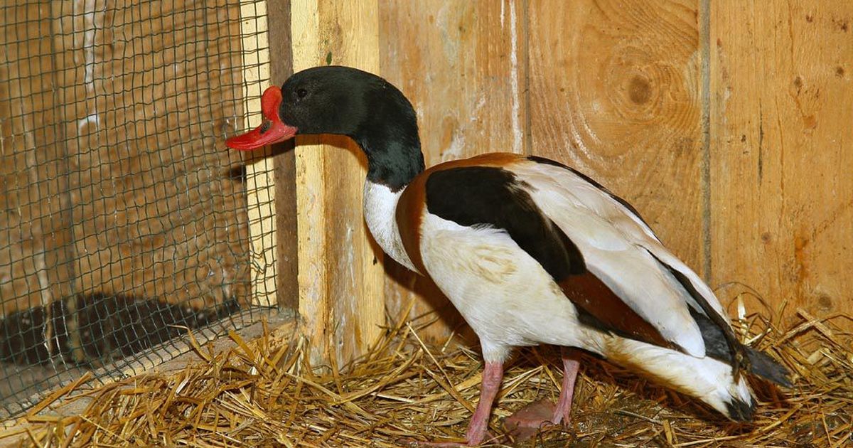 Ristpart ja kodukakk on taastuskeskuses jalaravil