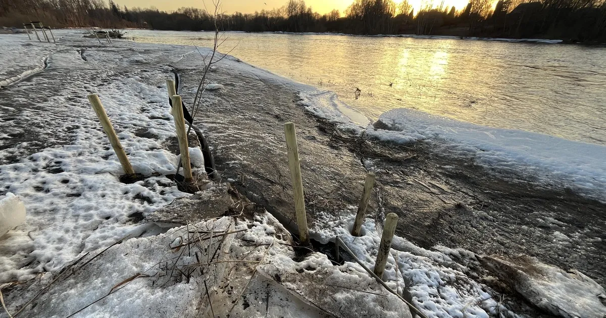 PILDID Ekspertide nõu ei päästnud puid jää käest