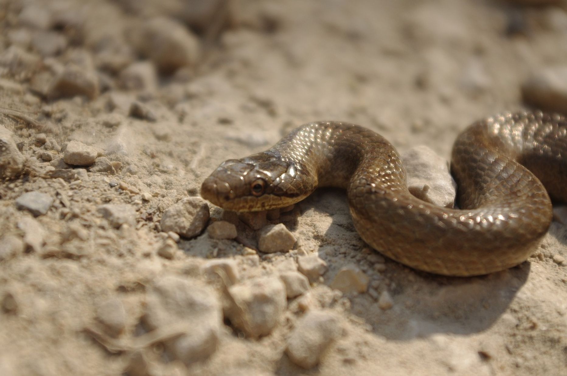 Kuldīgas slimnīcā nogādāta čūskas sakosta sieviete