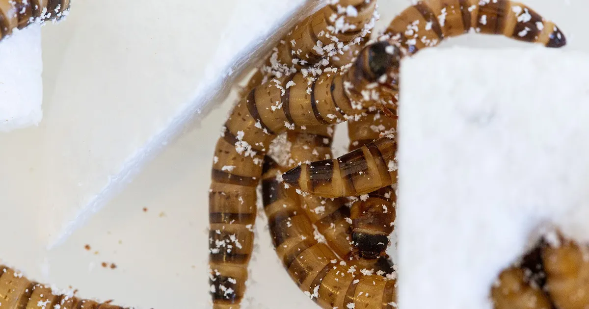 Need vaglad krõbistavad plastmassi nii, et purujutt taga