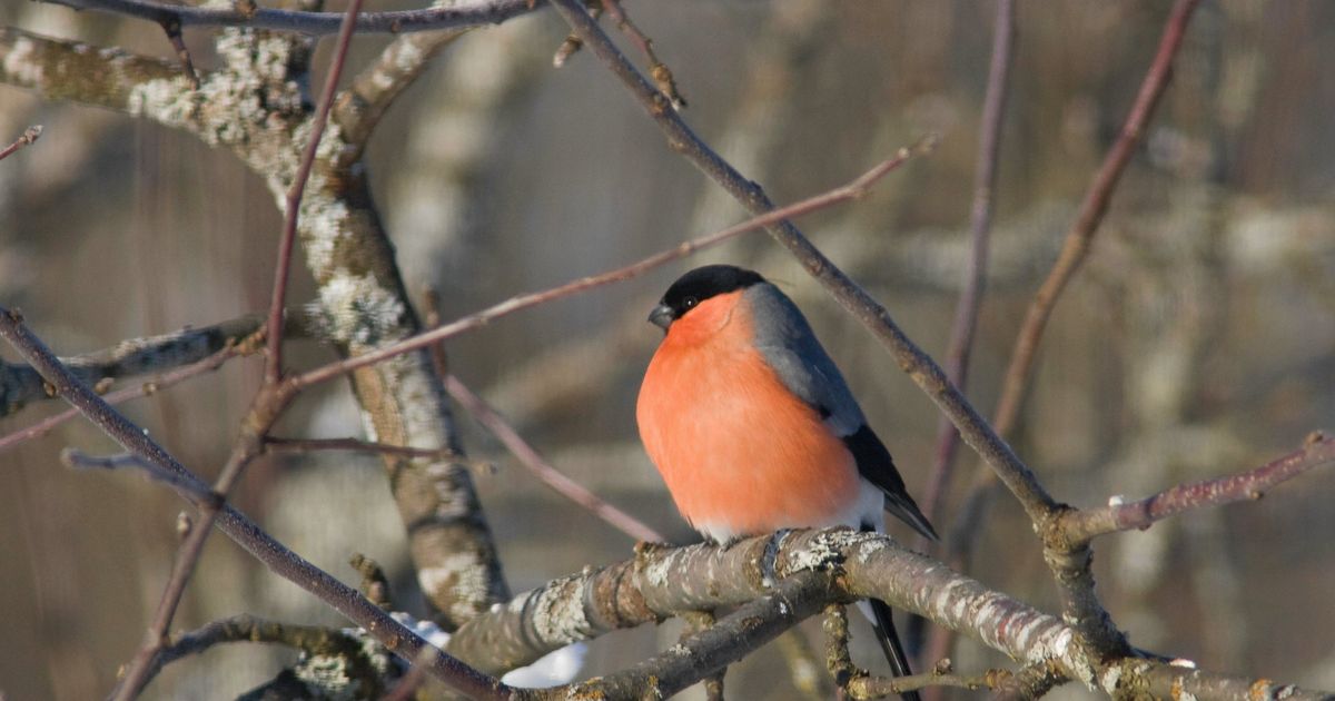 Linnud kui jõuluehted puudel