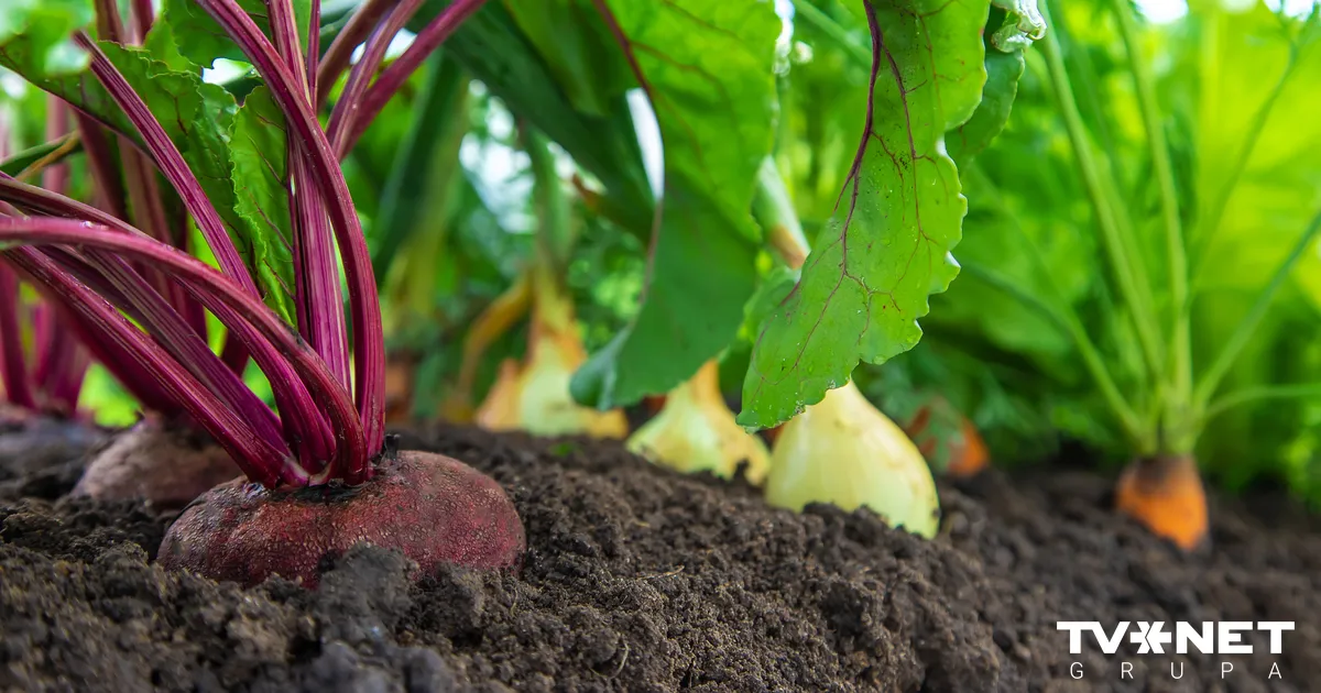 Vai zini, kā izskatās dažādu dārzeņu laksti?