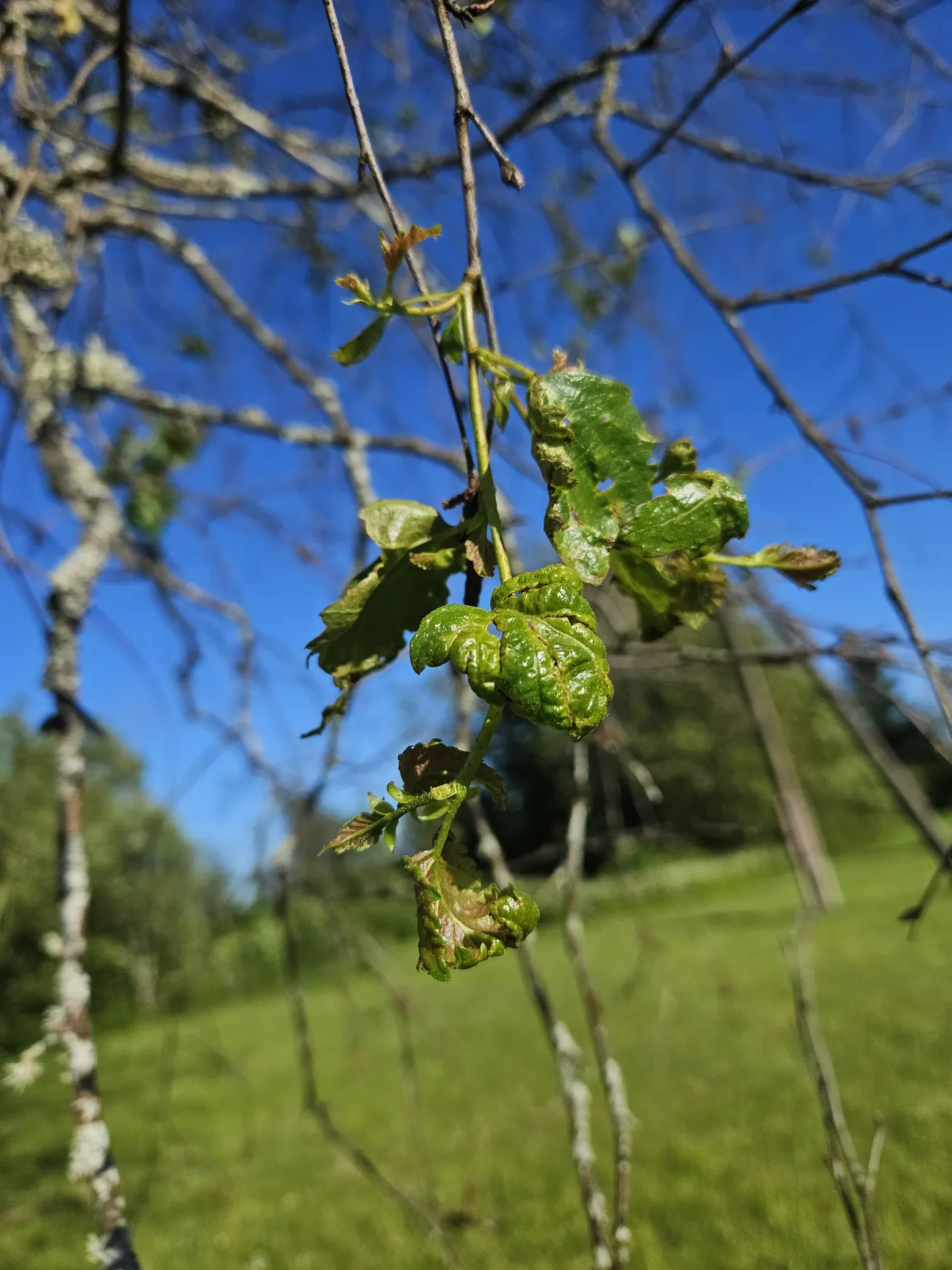 Kased ei läinudki sel aastal lehte. Miks?