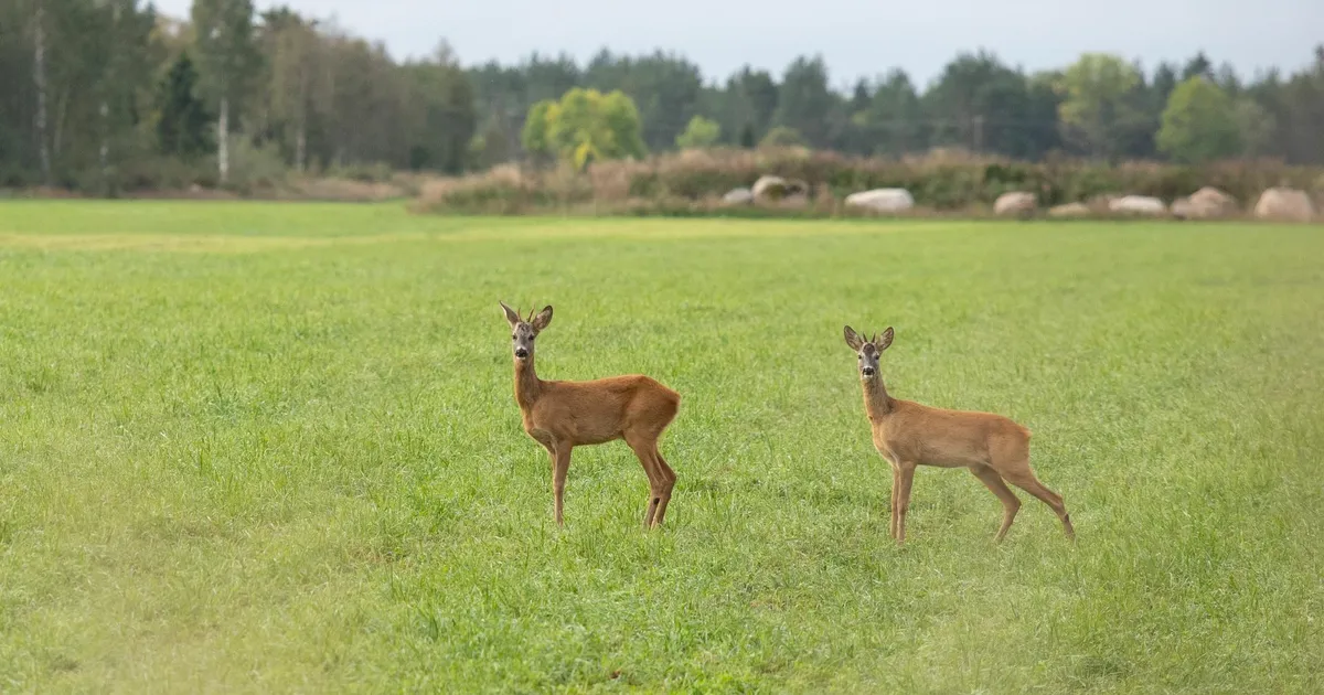Haljala vallas kehtestati uued maamaksumäärad