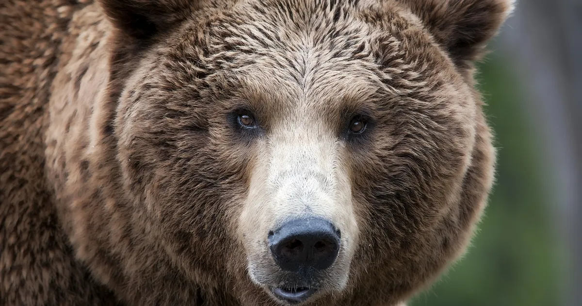 Mati Kaal hoiatab: see on kõige ohtlikum asi, mida teha, kui kohtud karuga