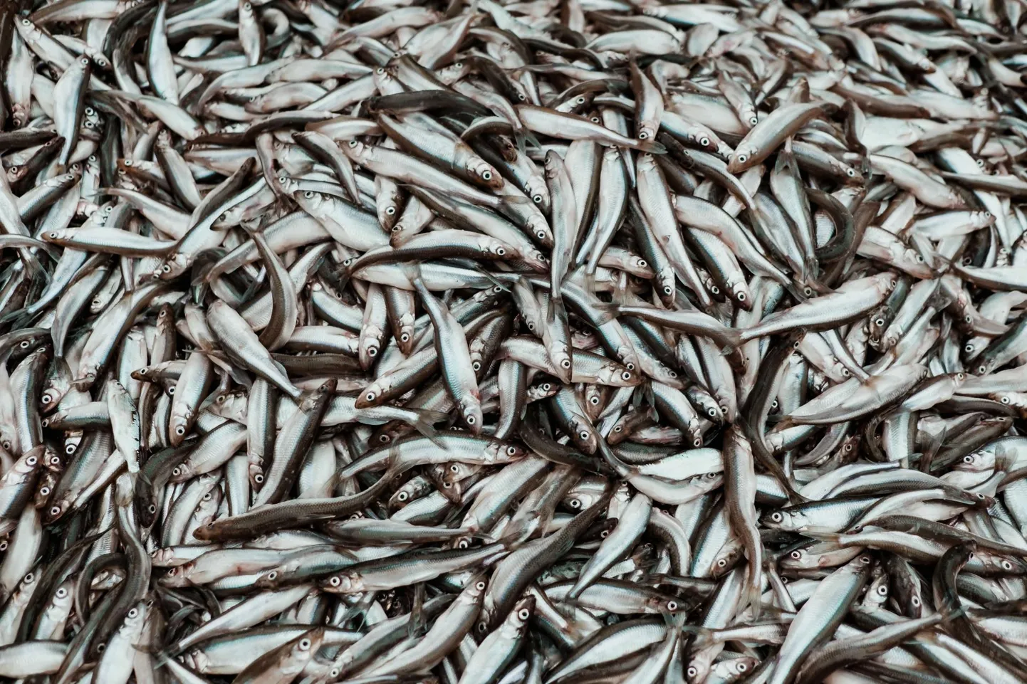 Rannapüük sõltub riigipiiridest