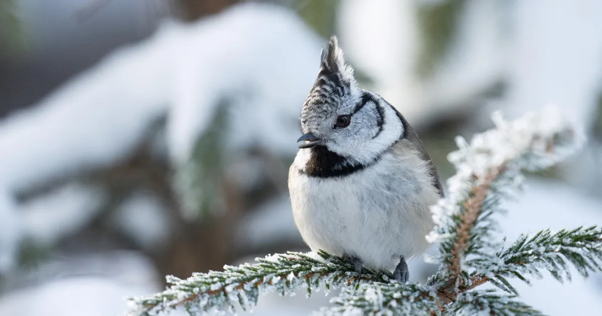 VAATA, KEDA ON SUUR TÕENÄOSUS NÄHA! Nädalavahetusel läheb taas ...