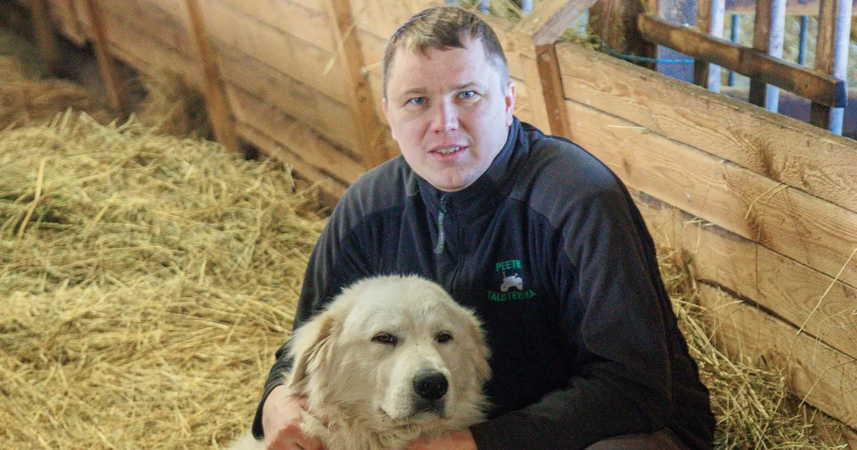 Hundid panevad talunikke mõtlema lambapidamise lõpetamisele