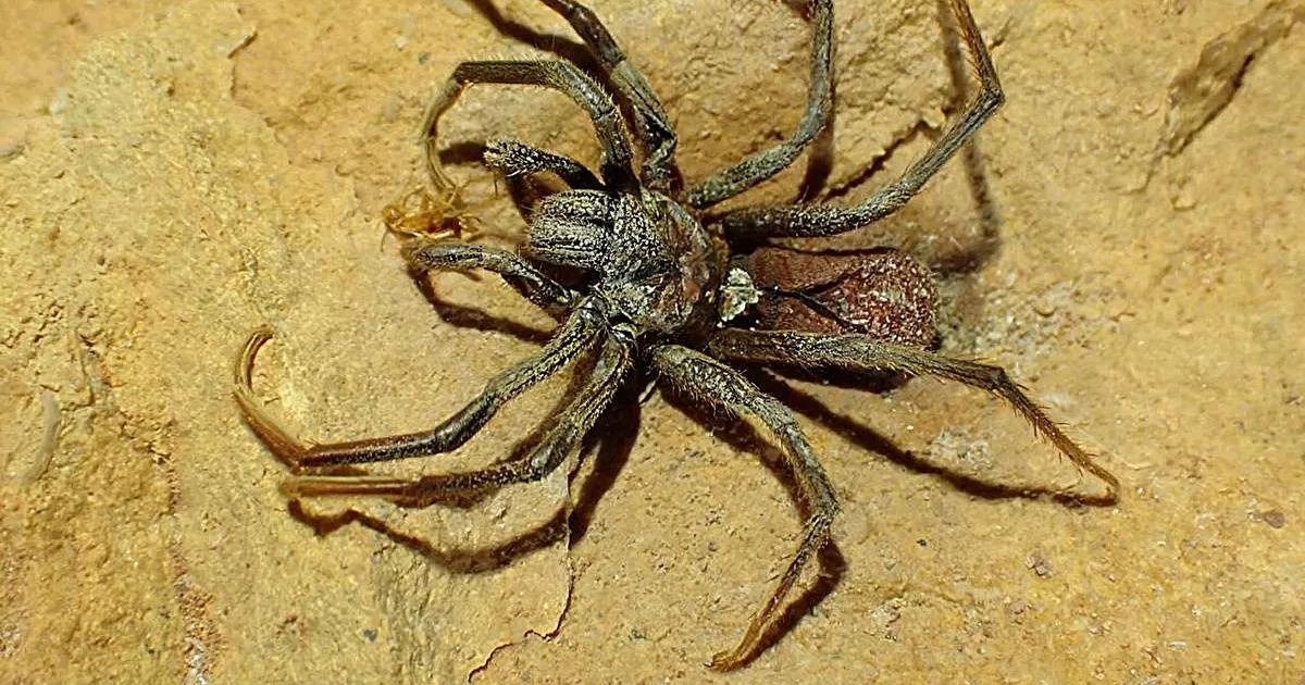 Täiesti pime herilane ja muidki kummalisi loomi – see oli Austraalia ...