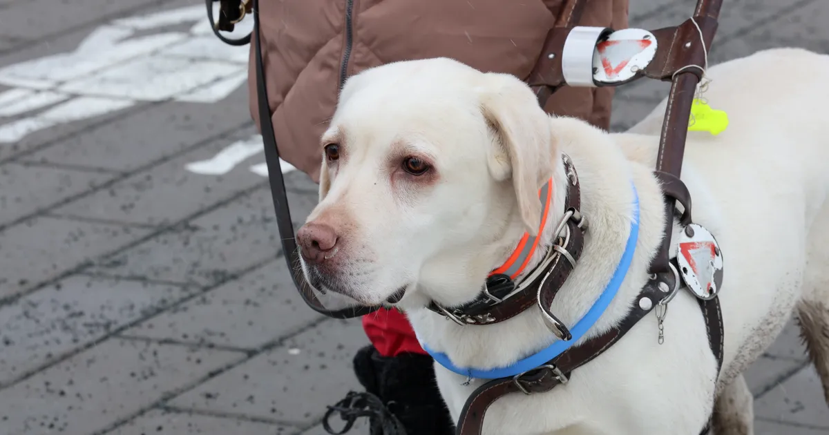 Loomad söögikohta ei pääse! Populaarne Tallinna pubi jättis juhtkoeraga ...