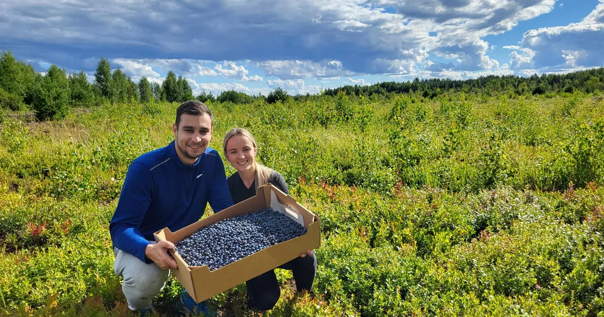 Mustikakasvatajad peavad riigiga suurt plaani
