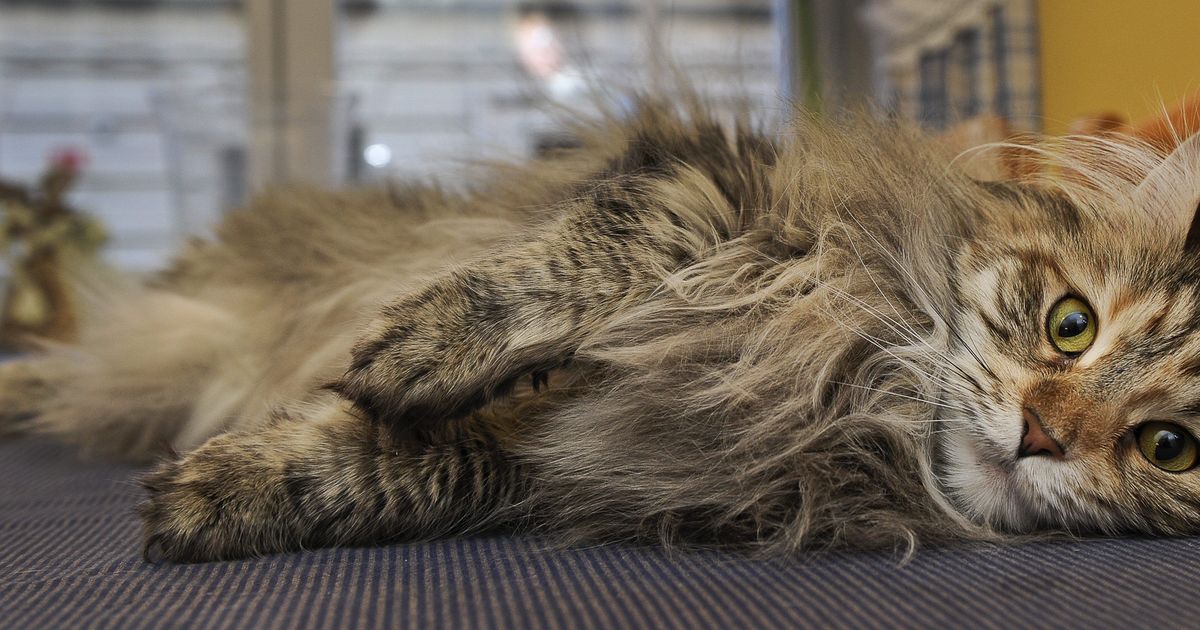 Pildid: need on kõige sõbralikumad kassitõud - Kassid - Lemmik