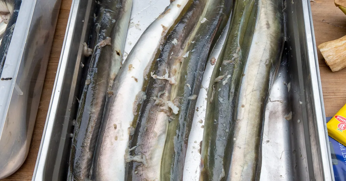 VÕITJA TEADA Tänavune aasta kala on angerjas