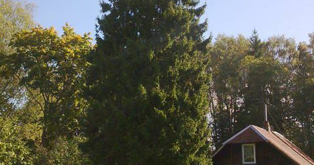 Konkurss Tallinna jõulupuu kohale: aita leida kuusepuu