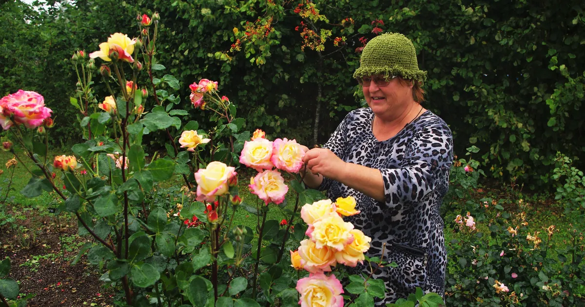 Koduaed Eestis aretatud roosidega