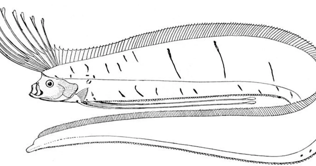 Rootsist leiti 3,5-meetrine heeringakuningas