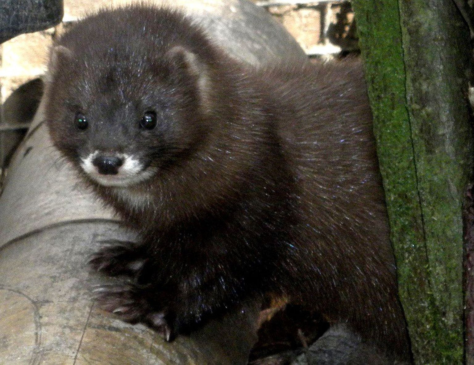 Riigikogu lükkas tagasi karusloomafarmide sulgemise eelnõu - Eesti ...