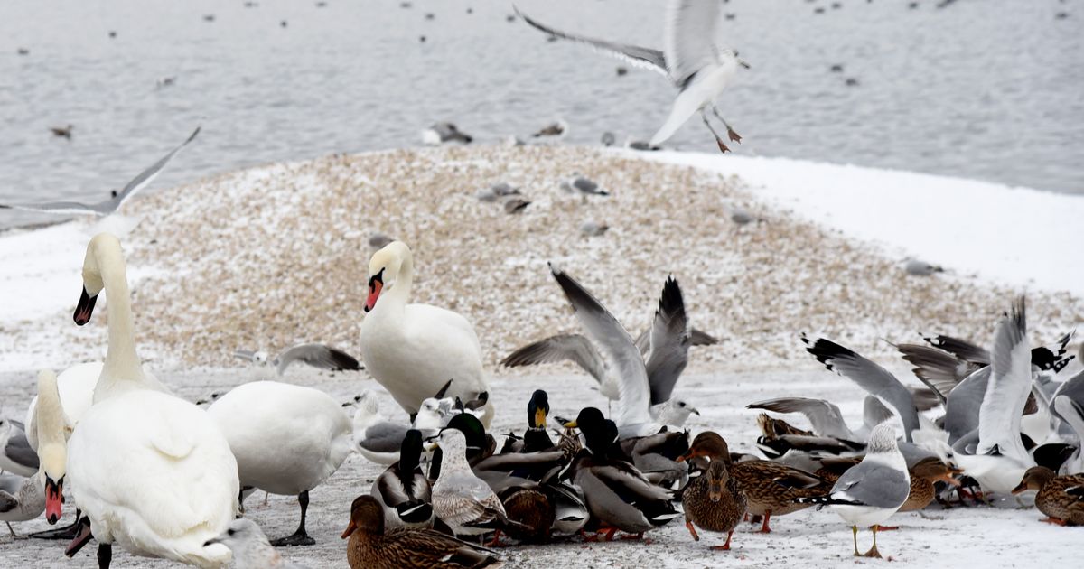 Foto: gulbji un citi zvēri Ķengaraga promenādē - Latvijā - Ziņas - TVNET