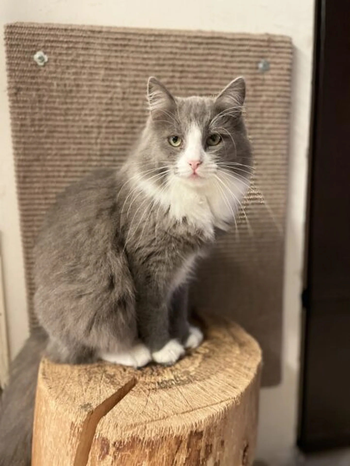 PÄEVAKÄPP Hurmur Talisman otsib oma kodukest