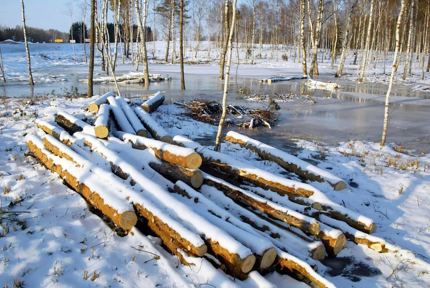 Viljandis langetati kaitsealal 141 puud