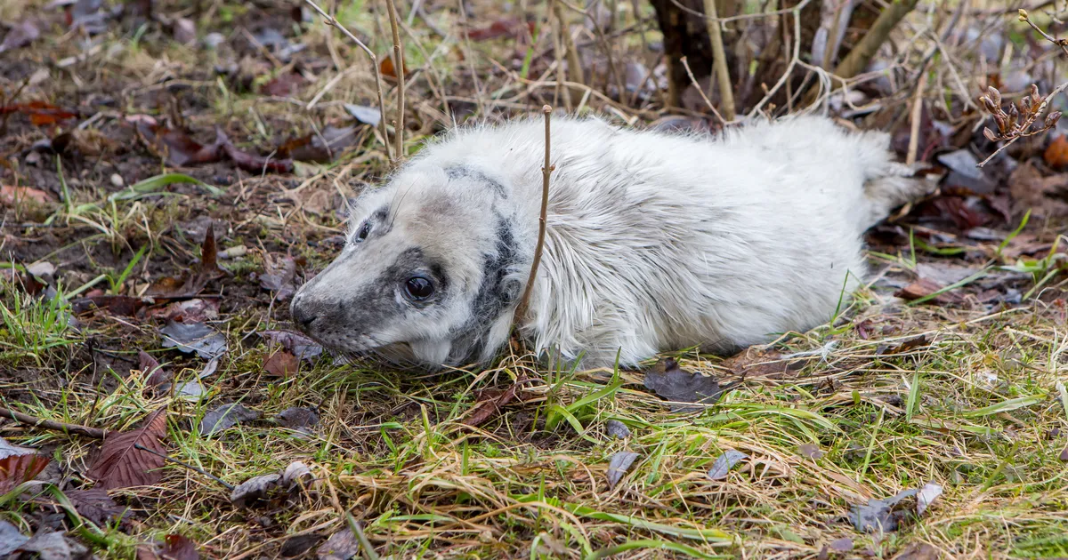 ÄRA NÄPI Rannas pikutav hülgepoeg vajab vaikust ja rahu