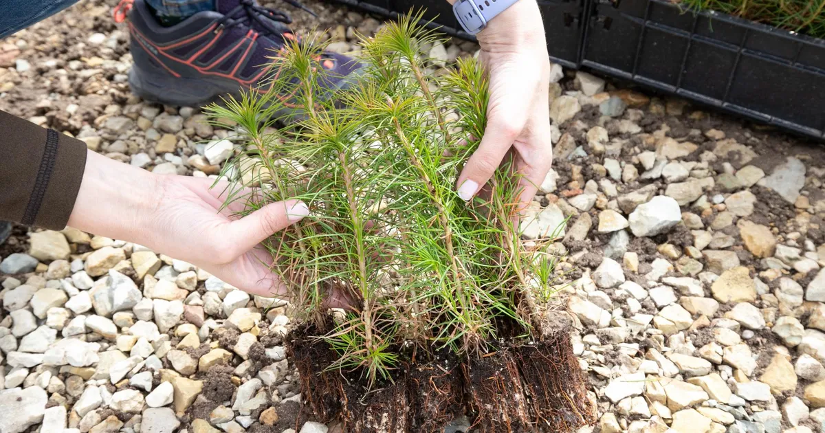 Tulevikumetsas kasvavad puud kiiremini