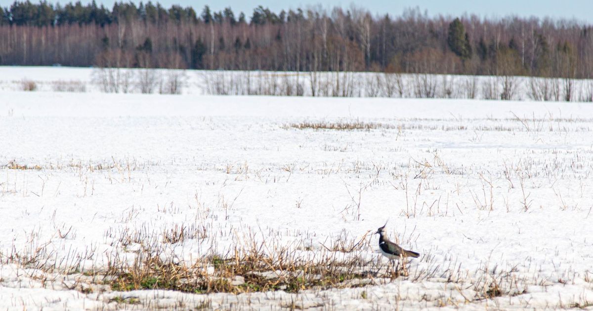 varased linnud - Virumaa Teataja