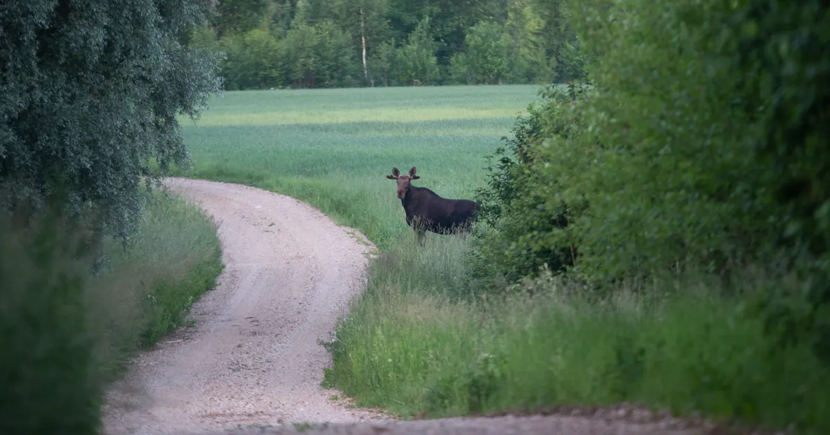 KARM TEGELIKKUS Metsloomadega juhtub keskmiselt seitse avariid päevas