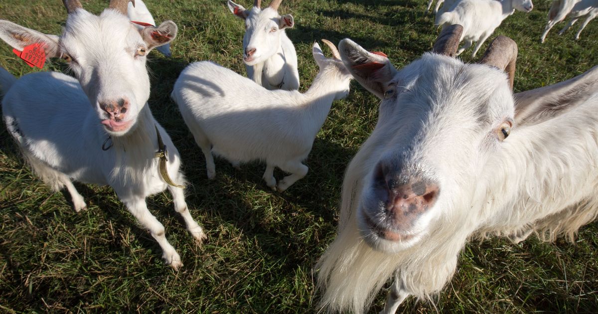 Pärnumaa on kõige kitse- ja mesilasterohkem maakond