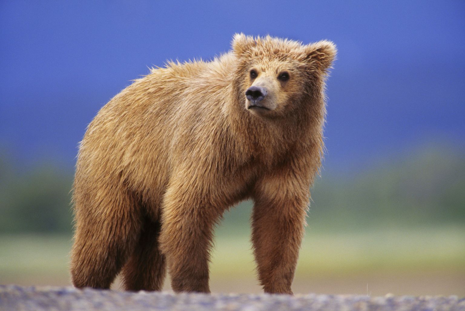 Video: järjekordne leid Marsil on «karu»