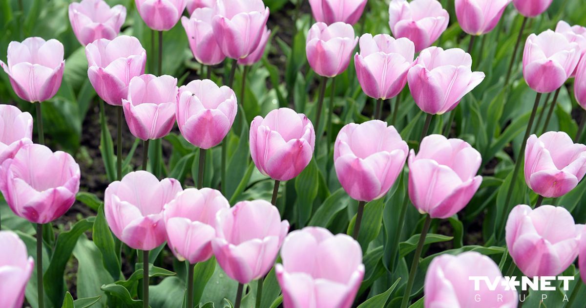 Foto: Ielūdzam tulpju karaļvalstī! Krāšņs tulpju dārzs Kocēnu pagastā