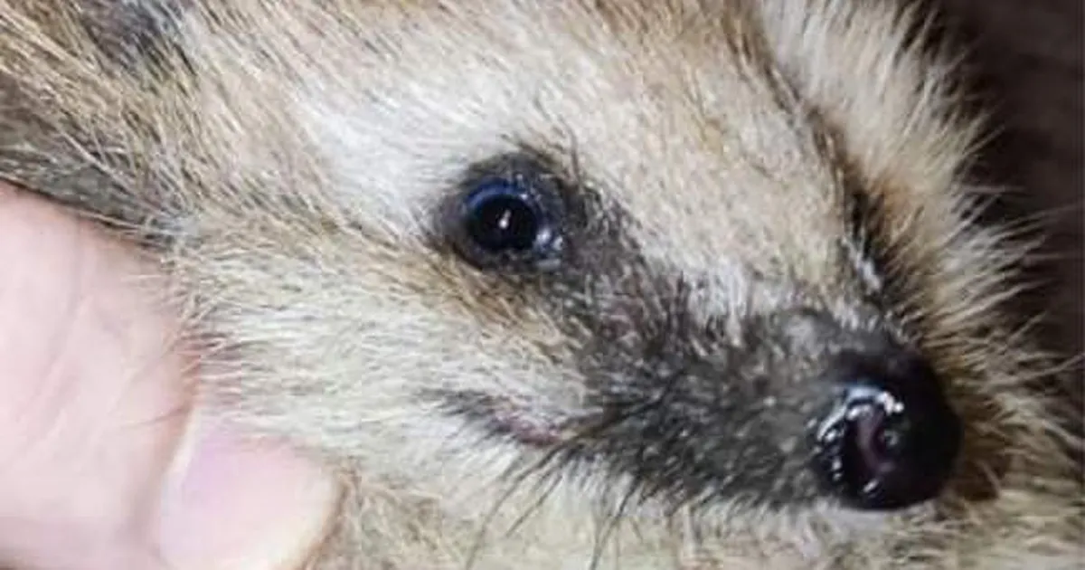 TARK LOOM Läänemaal poolteist kuud tagasi loodusesse lastud siil naasis ...