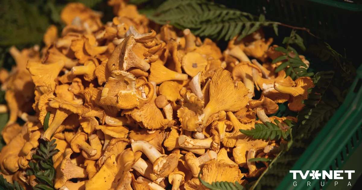 Dārgi vai lēti? Uzzini, cik tirgū maksā gailenes