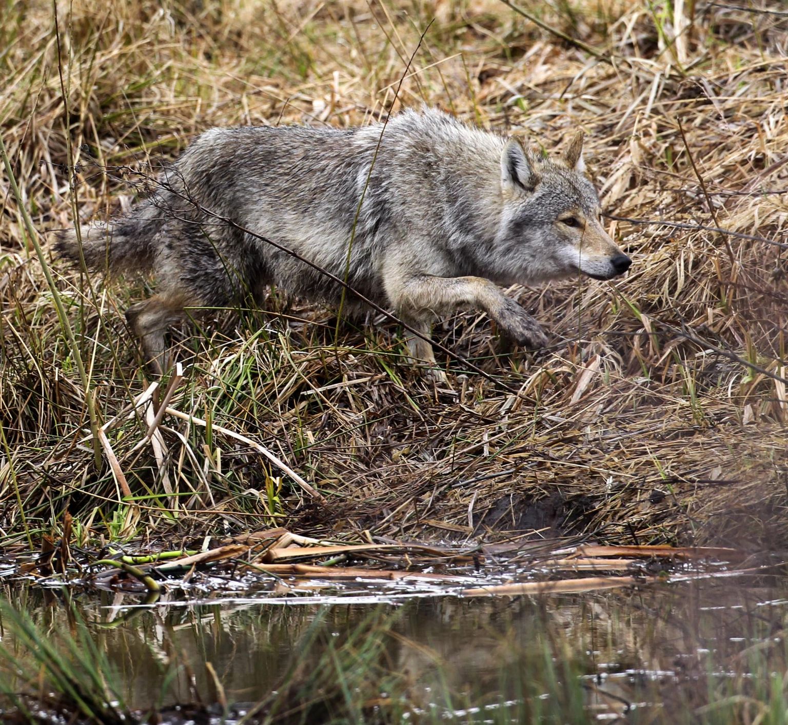 KISKJA KESET LINNA Tallinnas Haaberstis jäi auto alla hunt