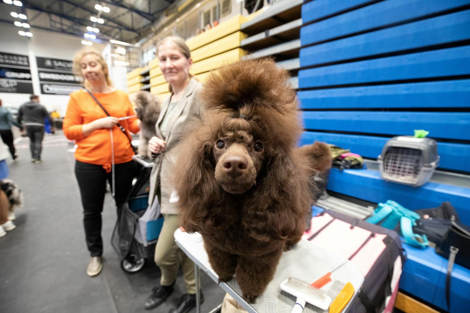 GALERII Nädalavahetusel võis Rakveres nautida koerte ilu