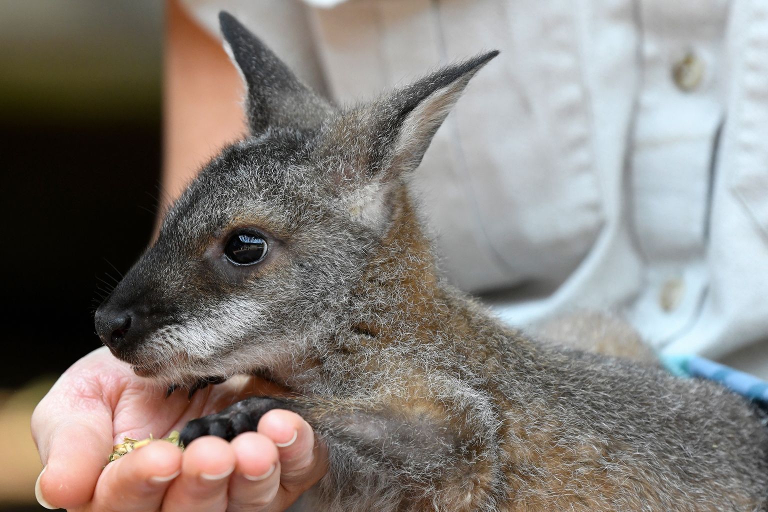 Purva valabijs – piemīlīgais dzīvnieks, kas vienmēr ir grūsns