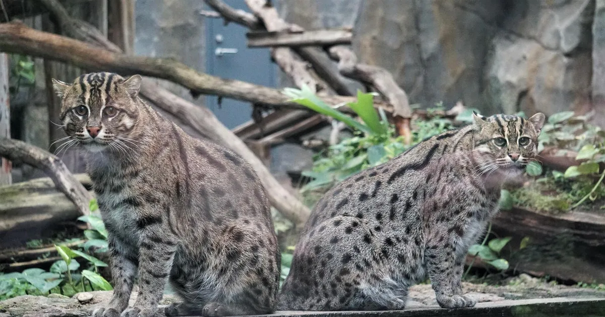 NÄDALA LOOMAAED Küpses eas loomaaial jagub tööd loodushariduse põllul